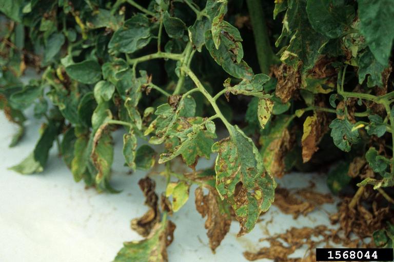 Bacterial Speck and Spot of Tomato | Integrated Pest Management