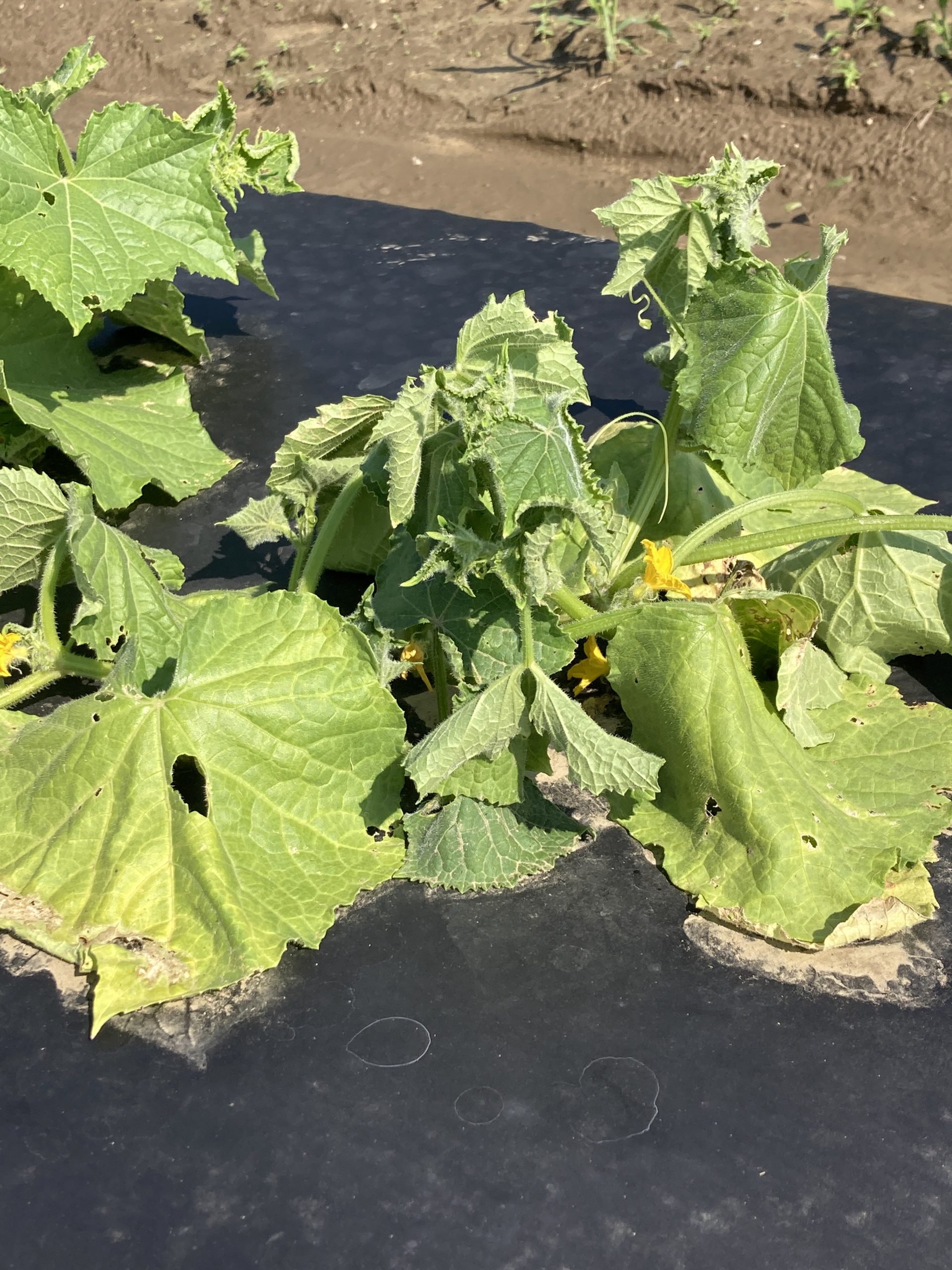 Bacterial Wilt | Integrated Pest Management