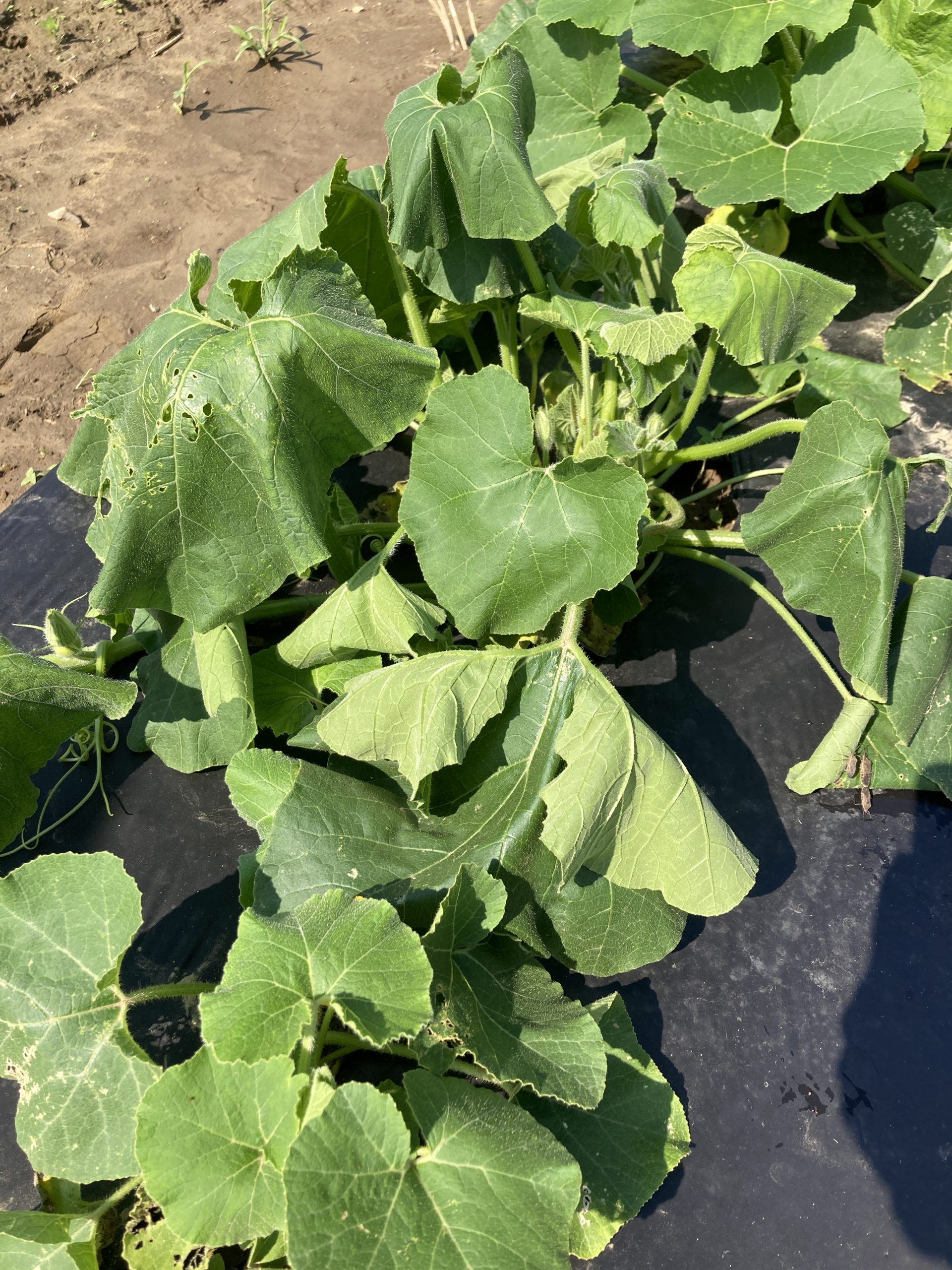 Bacterial Wilt | Integrated Pest Management | College of Agriculture ...