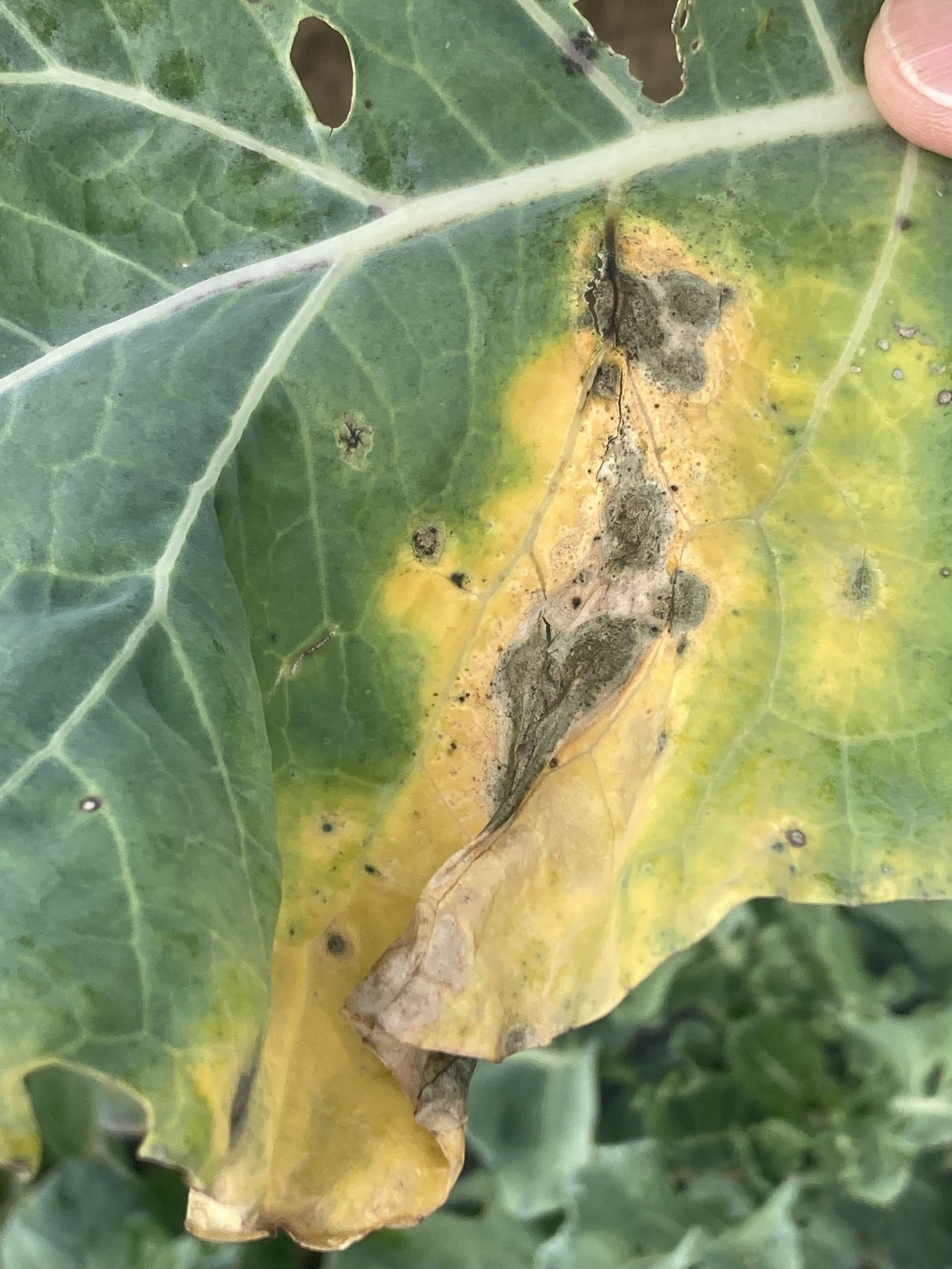 Black Rot of Crucifers | Integrated Pest Management