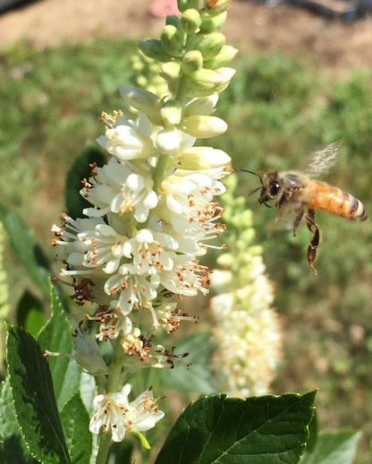 2024 CT Native Perennial, Tree, & Shrub Availability List | Integrated ...