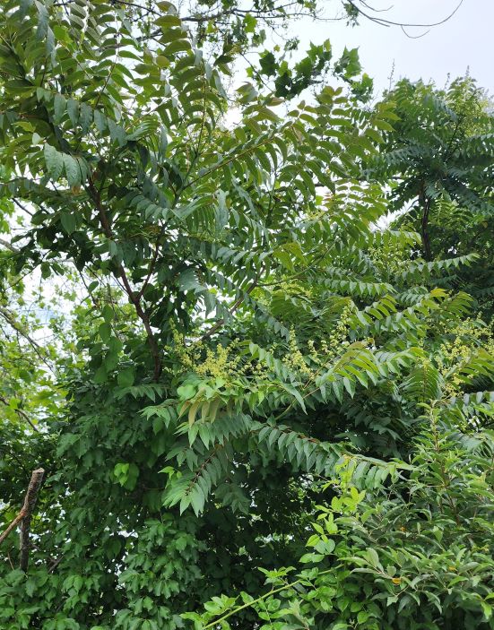 Invasive Plant Factsheet: Tree-of-heaven | Integrated Pest Management