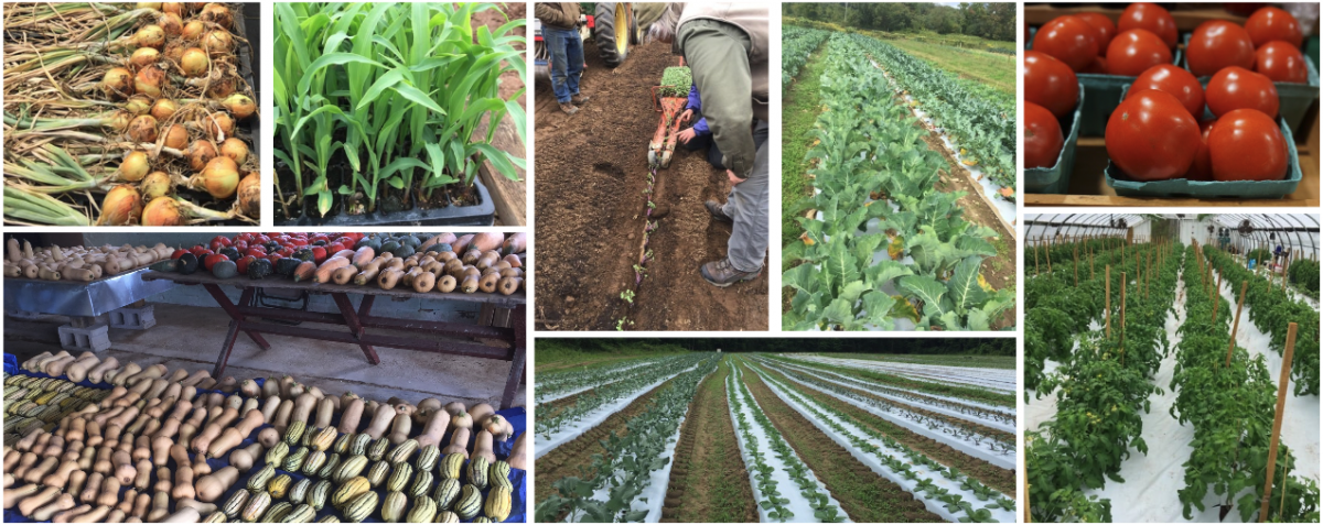 Vegetables | Integrated Pest Management