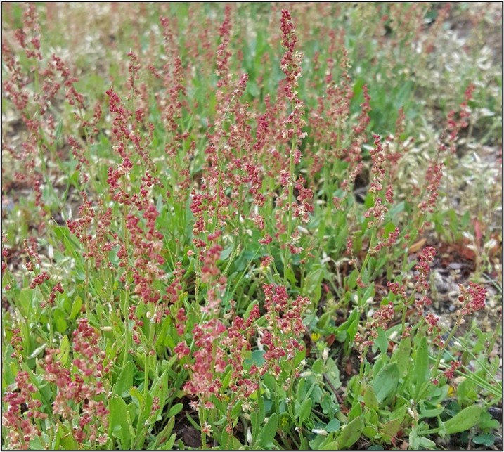 Indicator Weeds | Integrated Pest Management