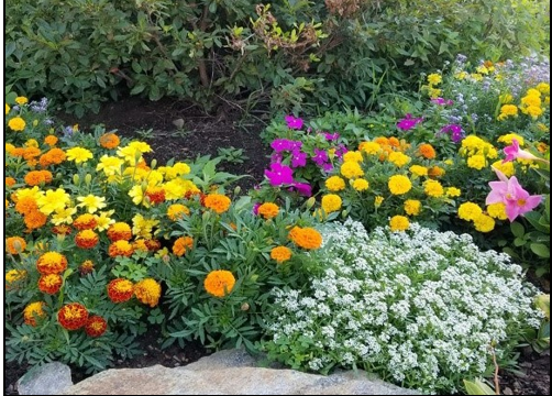 Actualización de Viveros y Jardines | Integrated Pest Management ...