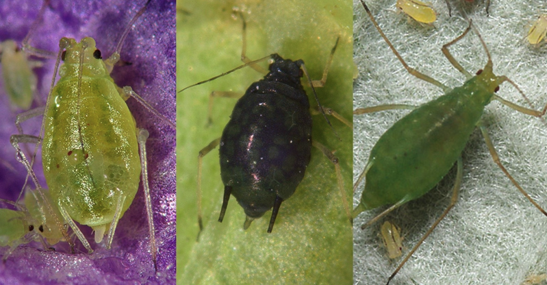 Tomato Aphids | Integrated Pest Management | College of Agriculture ...