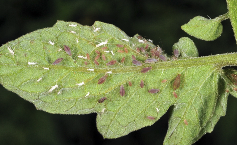 Tomato Aphids | Integrated Pest Management | College of Agriculture ...