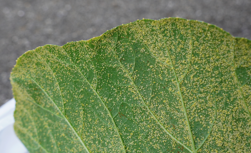 Tomato Aphids | Integrated Pest Management | College of Agriculture ...