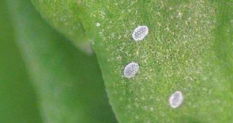 Tomato - Tarnished Plant Bug | Integrated Pest Management | College of ...